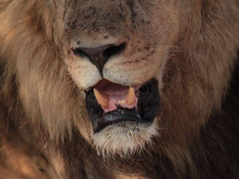 Beautiful Botswana - Steppes Travel