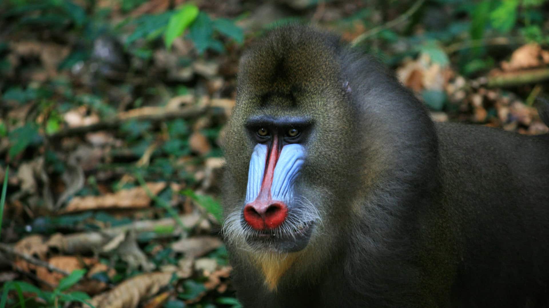 Bwiti, Mandrills and Gorillas of Gabon - Steppes Travel