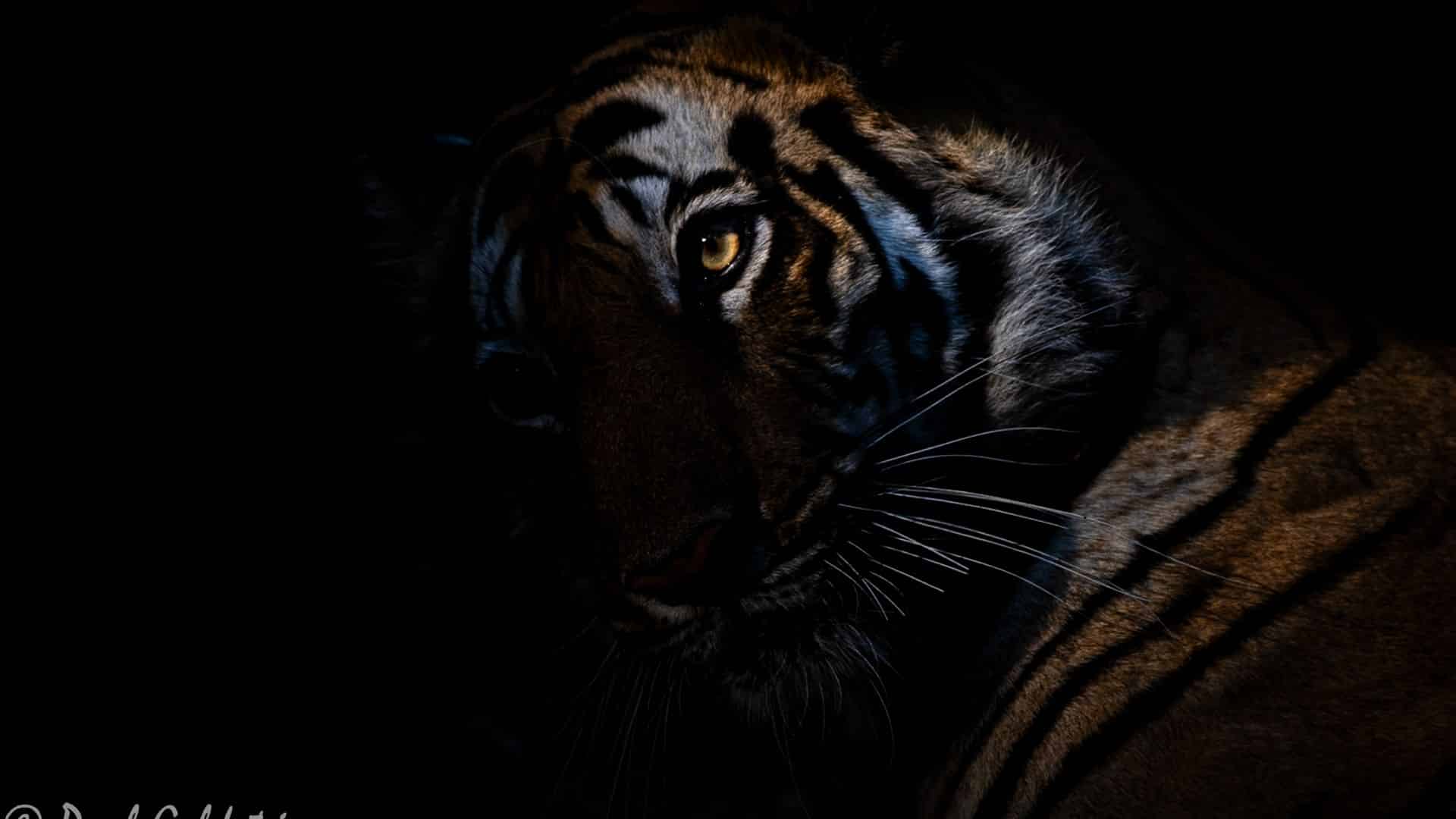 India: Photographic Safari with Paul Goldstein - Steppes Travel