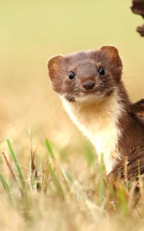 Blog: Discover the wildlife of the United Kingdom with Fergus Beeley