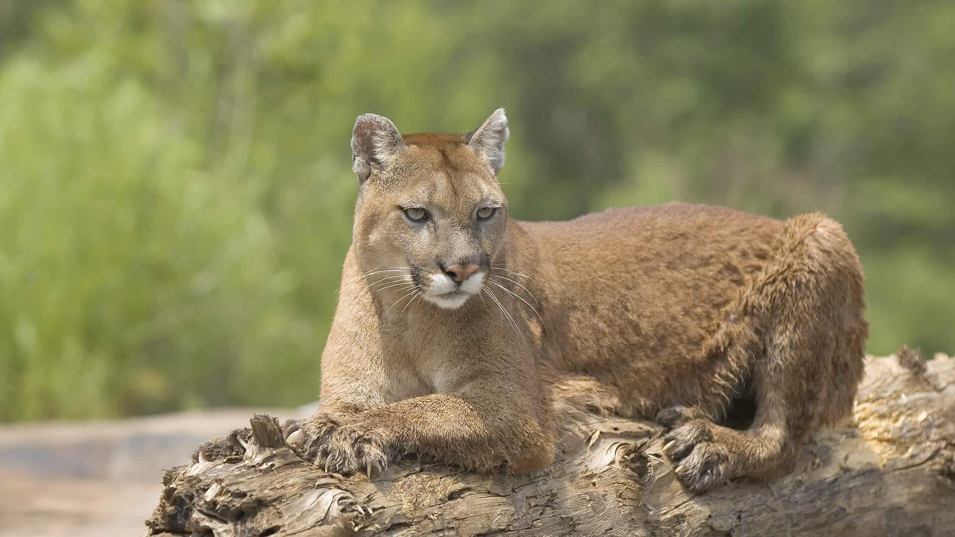 Awasi Puma Foundation - Steppes Travel