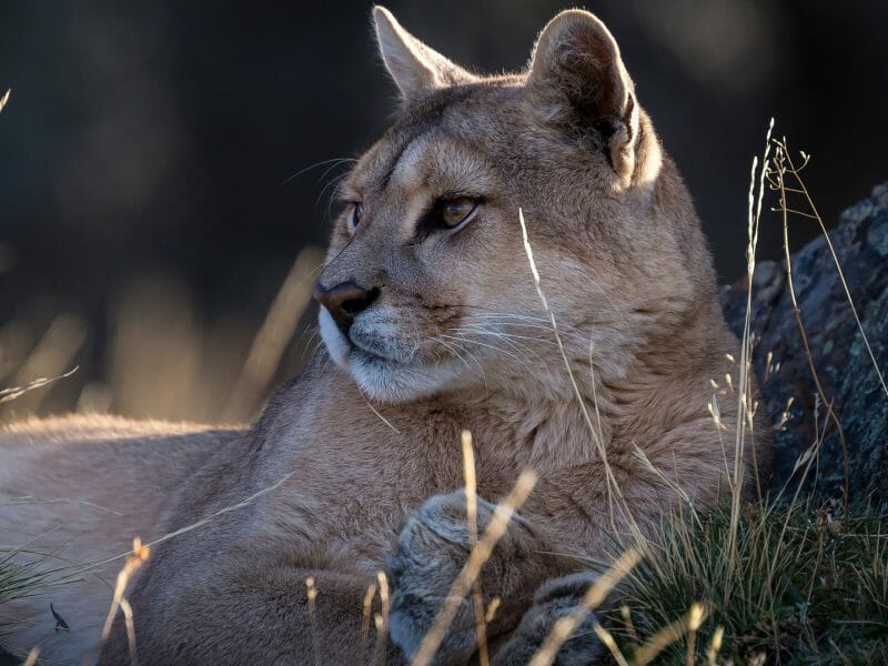 Drive the Carretera Austral - Self-drive Chile - Steppes Travel