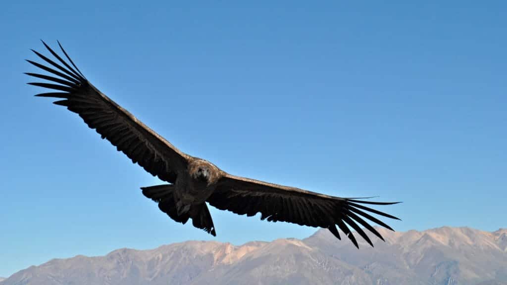 Colca Canyon Holidays - Peru - Steppes Travel