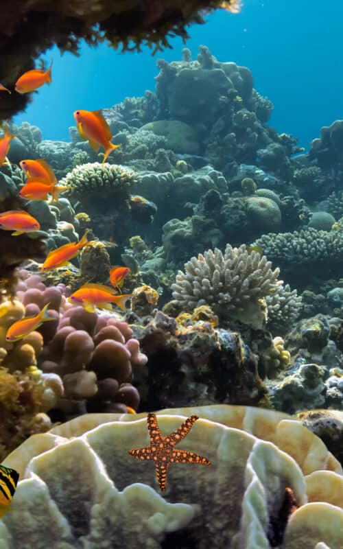 The Red Sea | Egypt | North Africa | Steppes Travel