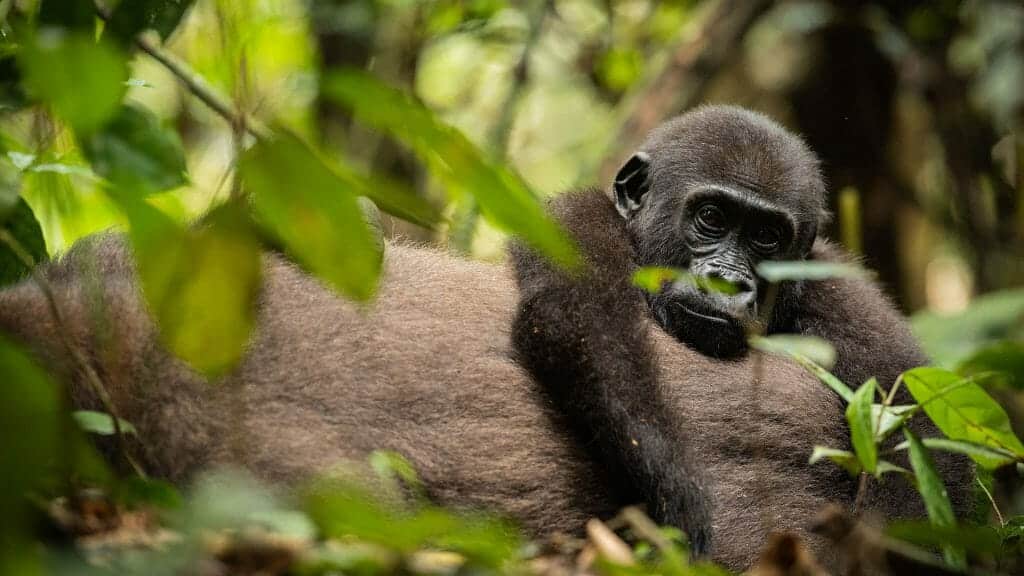 Central African Republic - Dzanga Sangha Adventure - Steppes Travel