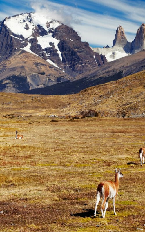 The Wonders and Wilderness of Chile - Steppes Travel