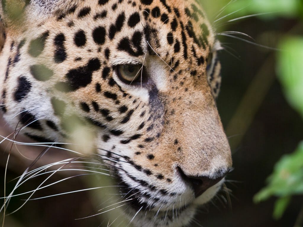 Conservation & Wildlife in Belize - Itinerary -Steppes Travel