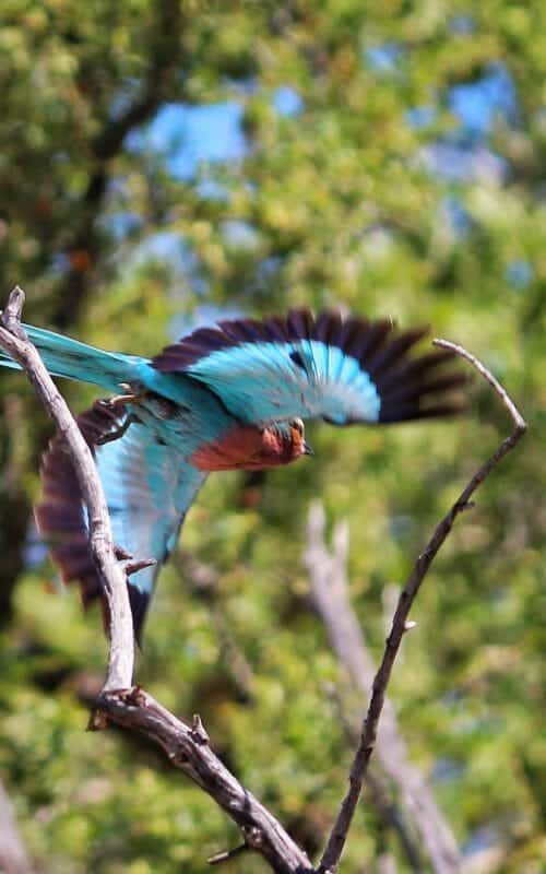 Beautiful Botswana - Steppes Travel