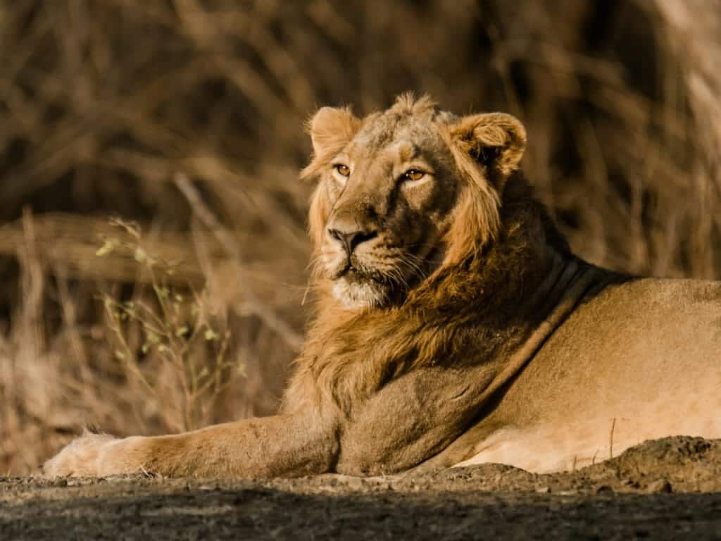 Sasan Gir Holidays - Luxury Holidays to Sasan Gir - Steppes Travel