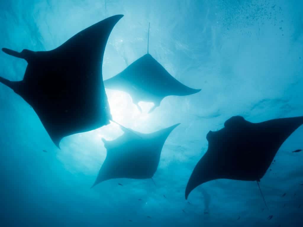 Perth and The Ningaloo Reef - Australia holidays by Steppes Travel