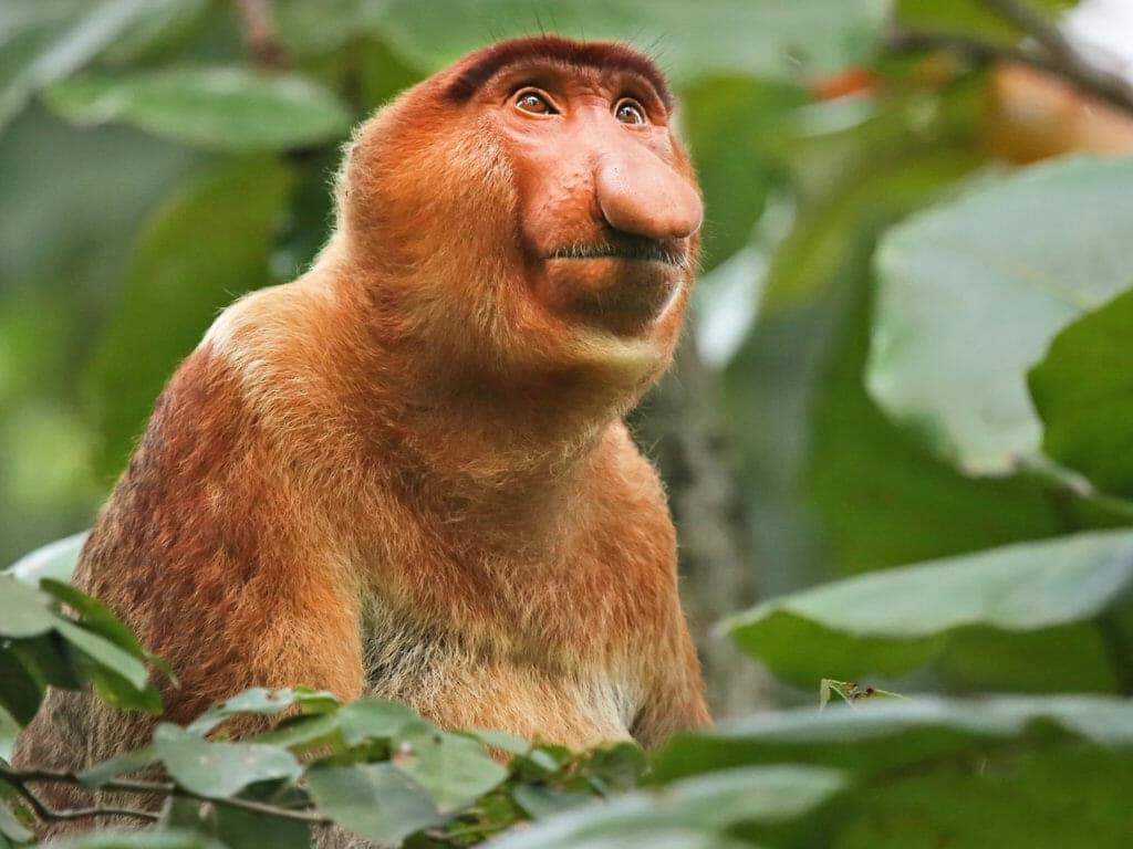 Indonesian Borneo holidays - Steppes Travel