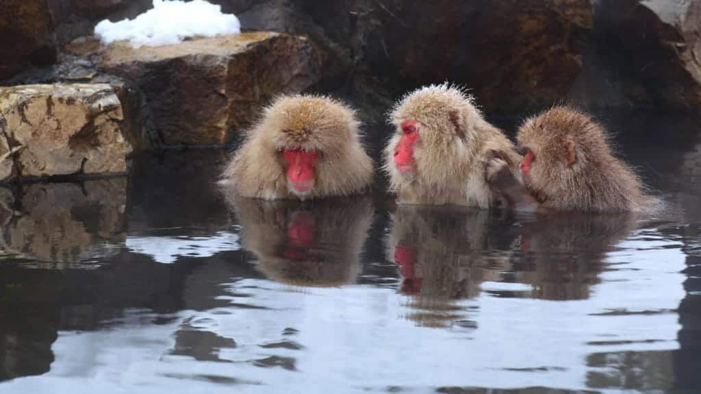 Hokkaido & Sapporo - Holidays to Japan - Steppes Travel