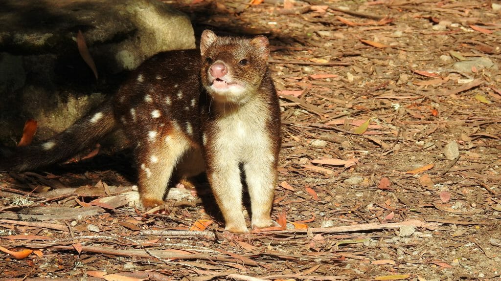 Tasmania holidays - Australia - Steppes Travel