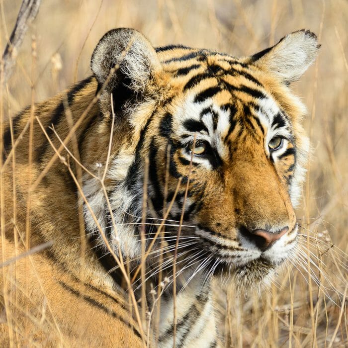 India: Village Wildlife Guardians prevent tiger poaching - Steppes
