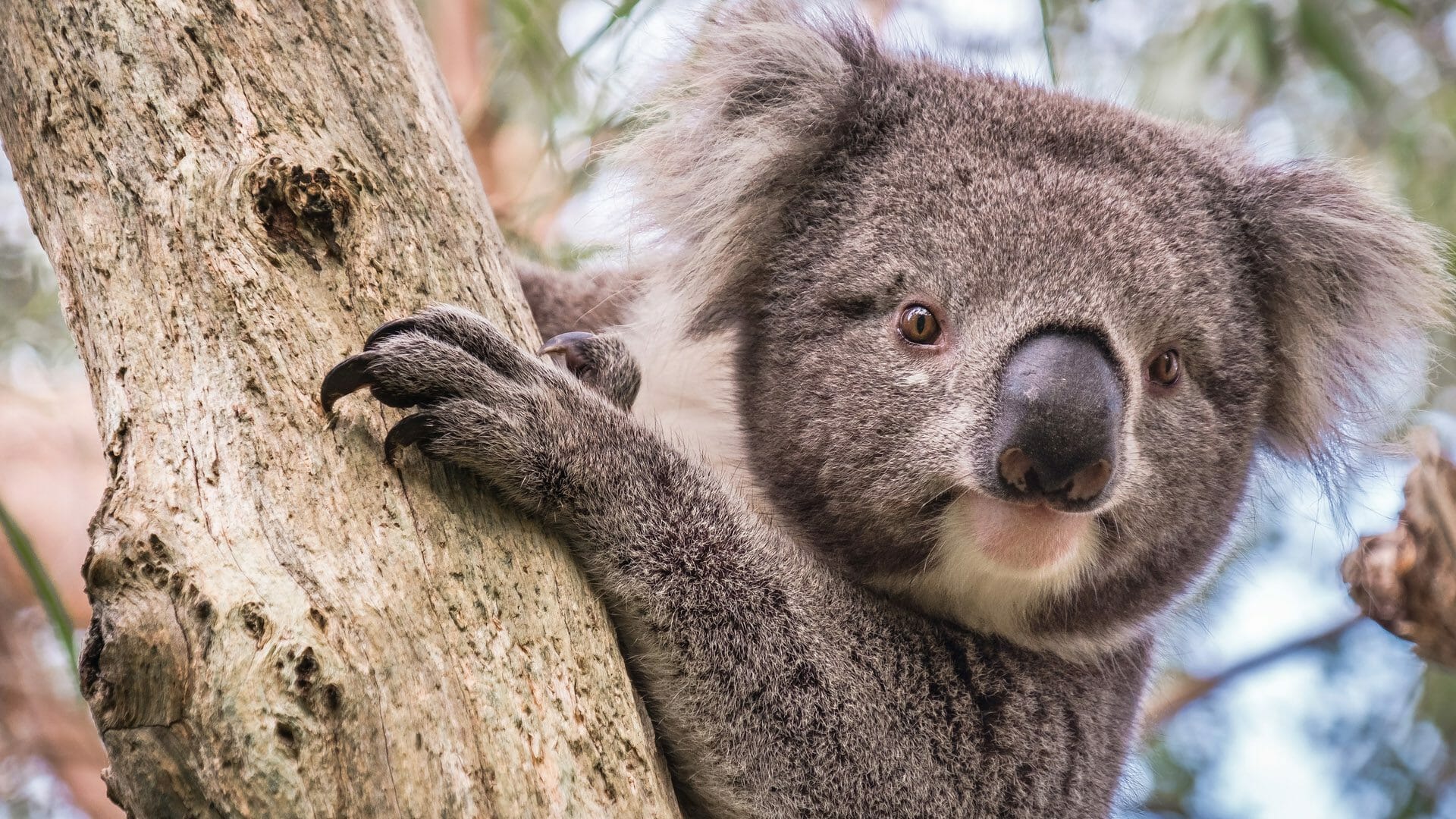 Luxury holidays to Australia - Steppes Travel