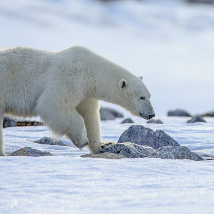 Arctic Wildlife: the Big 5 | Blog | Steppes Travel