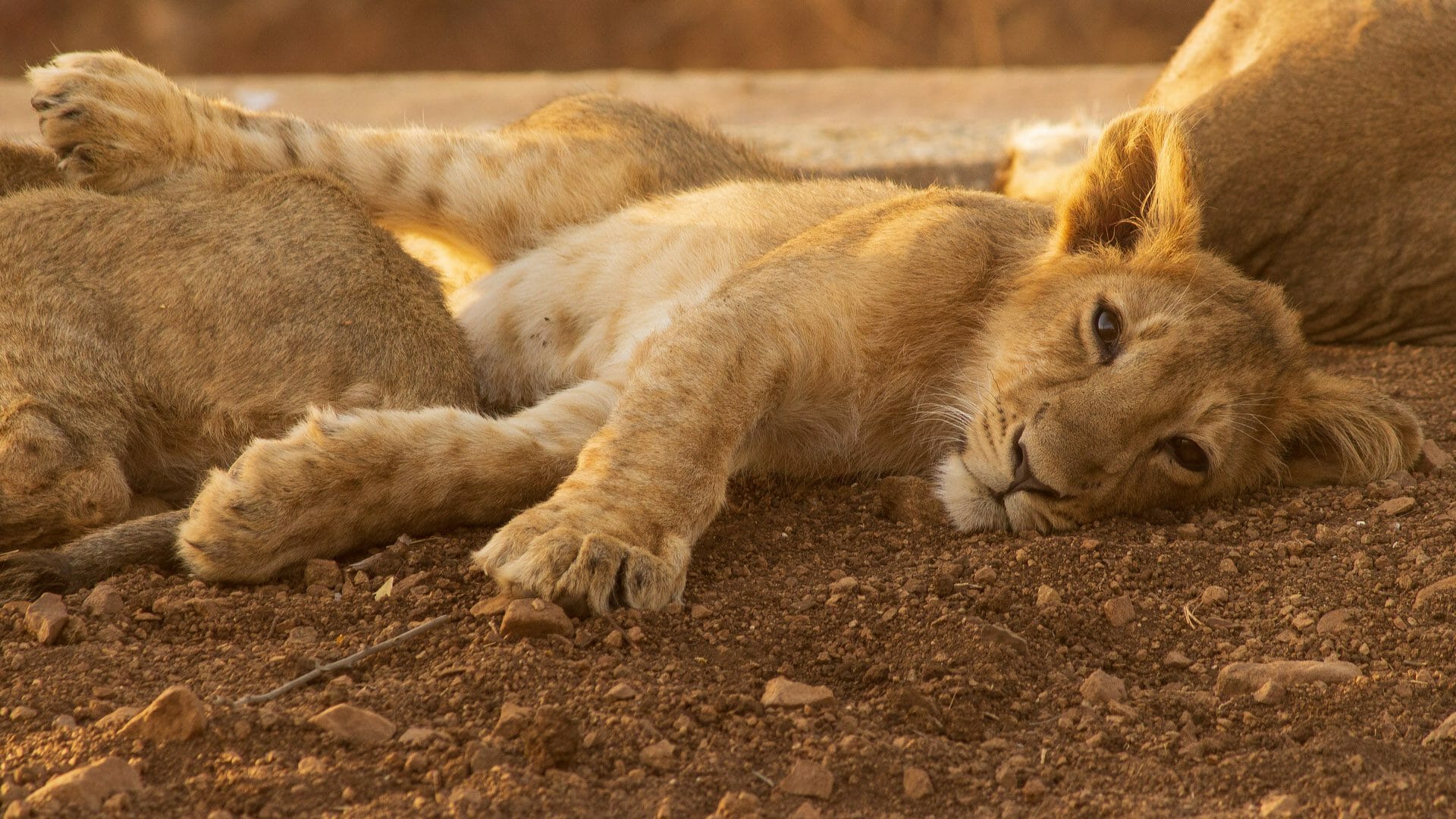 Sasan Gir Holidays - Luxury Holidays to Sasan Gir - Steppes Travel