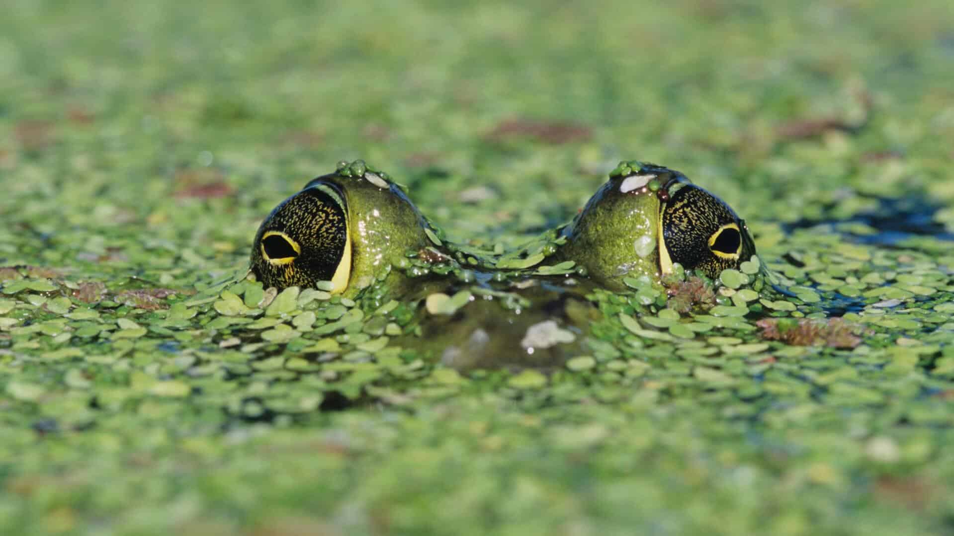 Adaptable Animals: Which Survivor Are You? - Steppes Travel