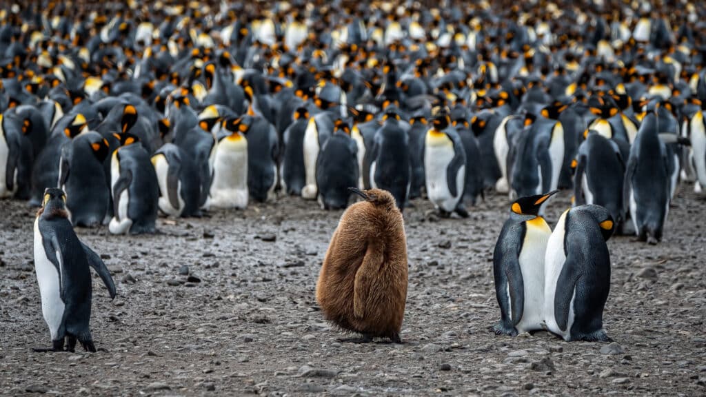 Steppes Travel Photography Competition Winners 2024