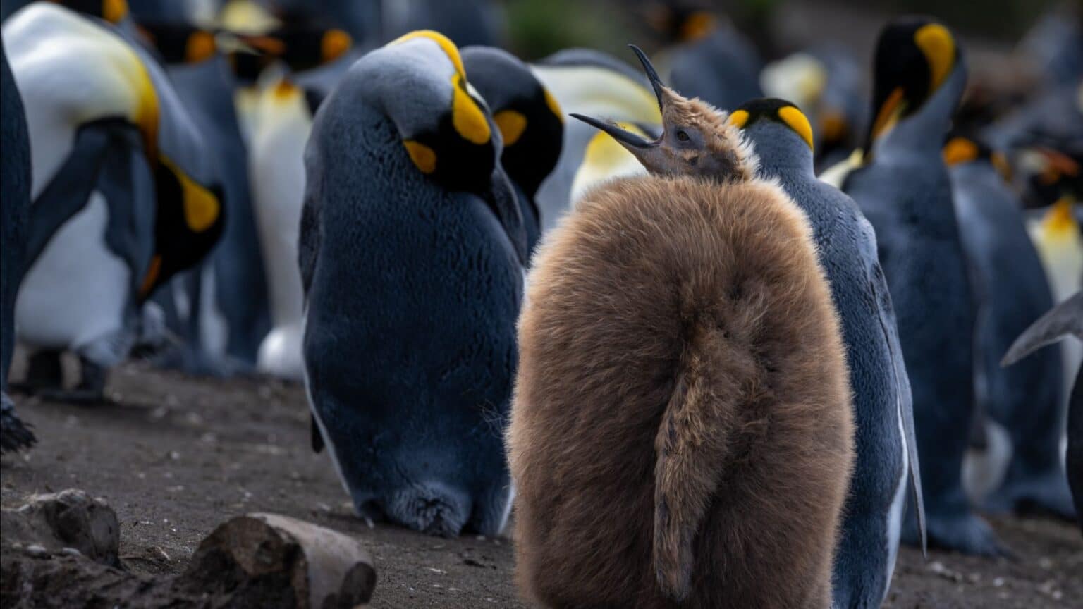 Cruise the Subantarctic Islands - Steppes Travel